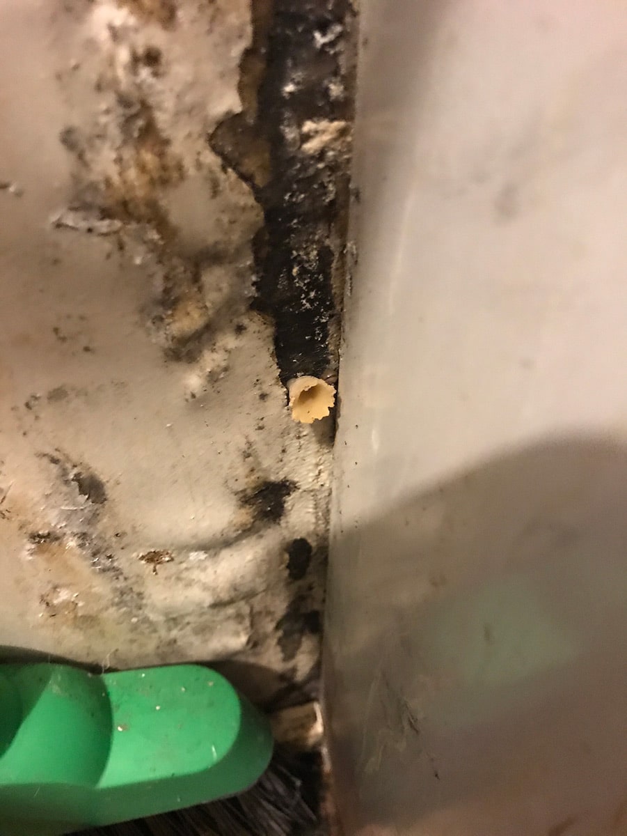 Mould Remediation – Storm Restoration Services